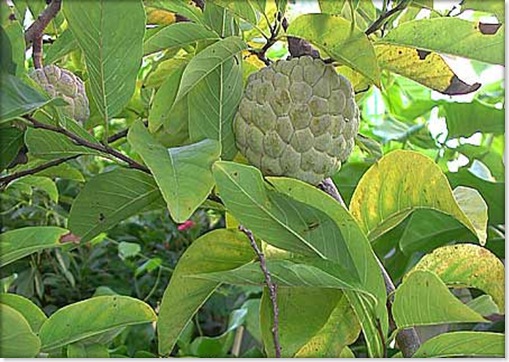 Plantas Medicinais: Araticum